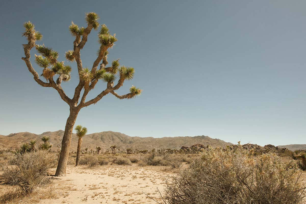 California Enacts Western Joshua Tree Conservation Act | Hanson Bridgett